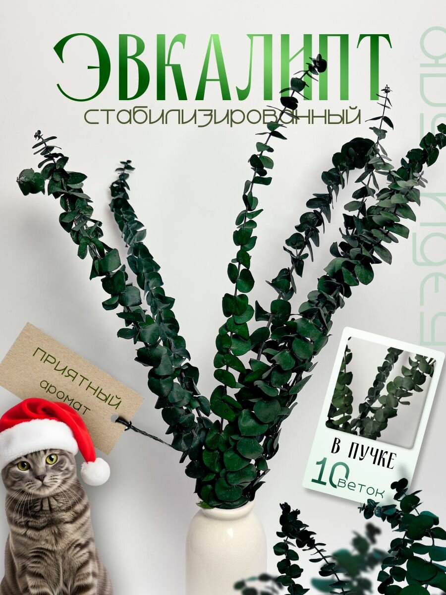 Эвкалипт стабилизированный беби блю зелёный, 10 веток, 50 см