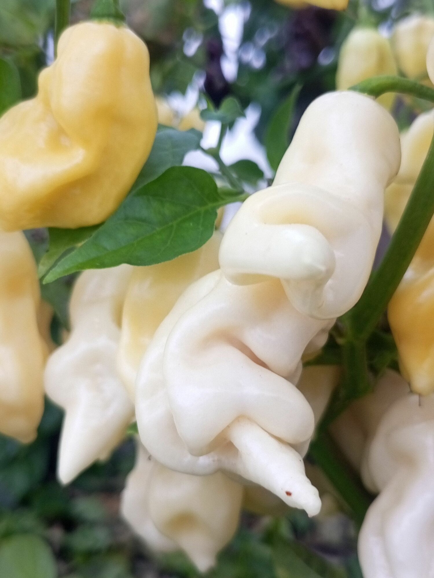 Семена Острого перца Trinidad Scorpion Ivory R 7шт+ бонус