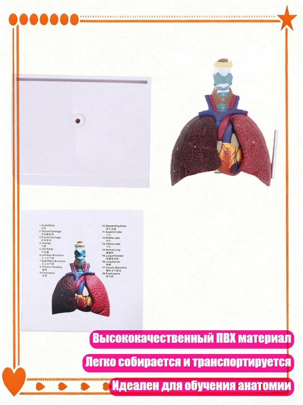 Анатомическая модель человеческого лёгкого в натуральную величину