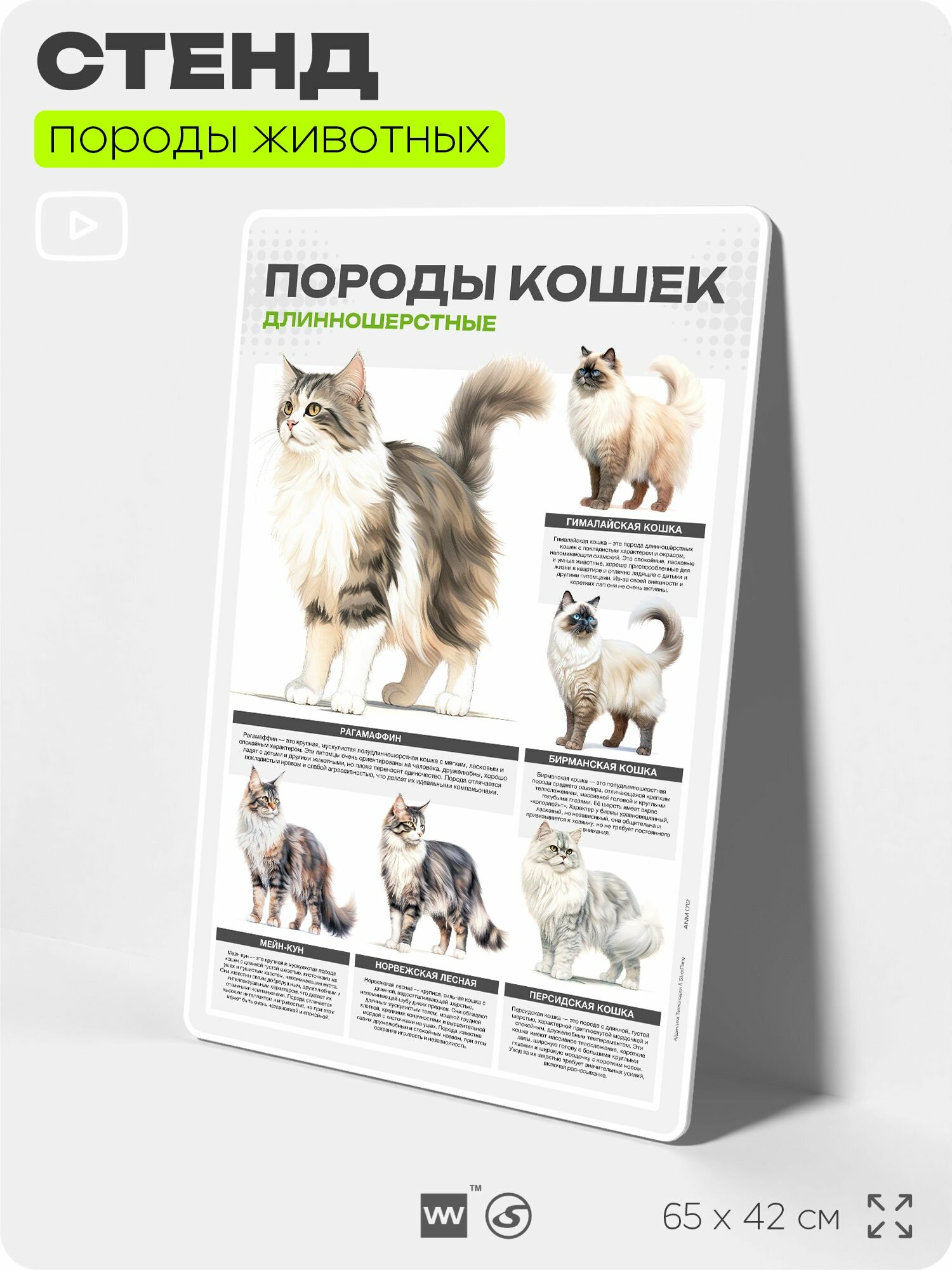 Стенд "Породы кошек", плакат для груминг-салона, для ветклиники, 65х42 см, Silver Plane x Айдентика Технолоджи