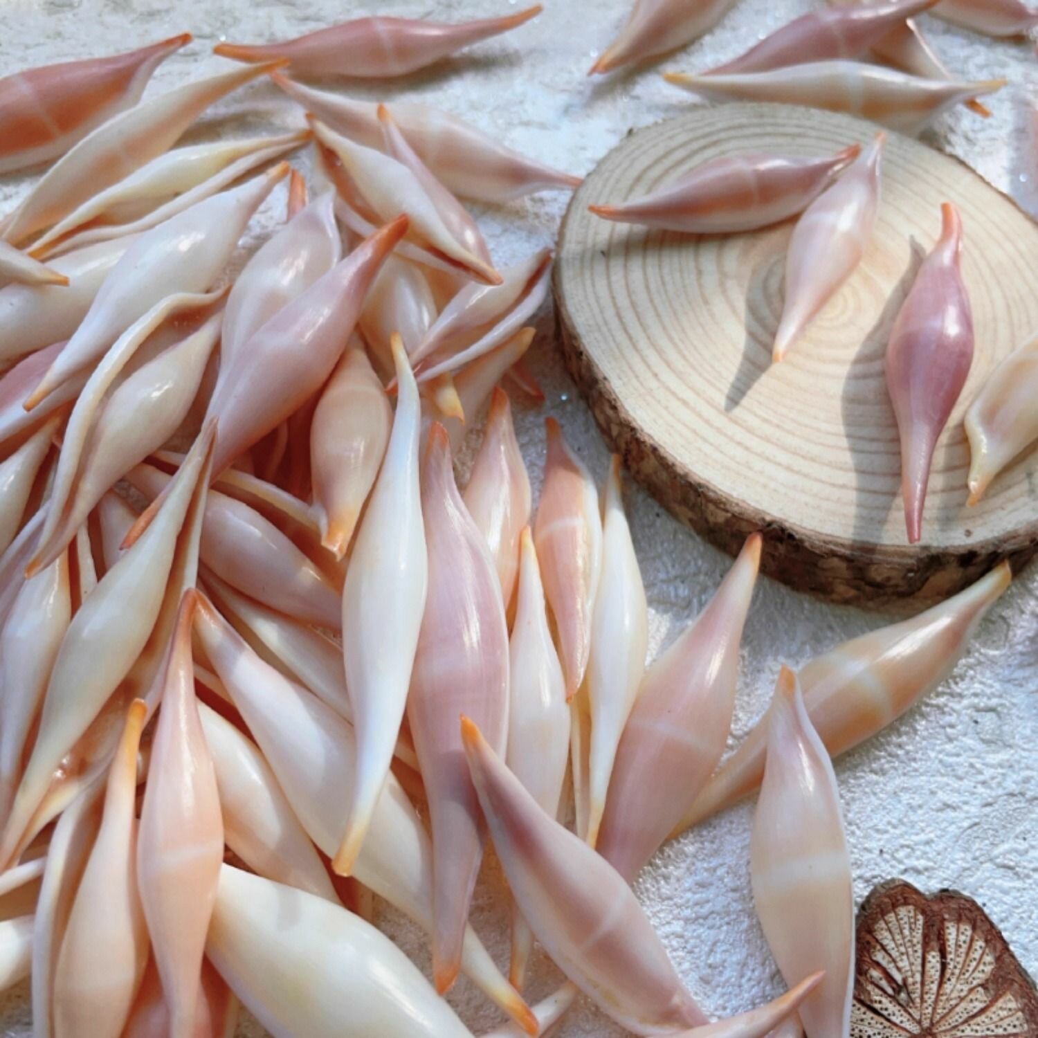 Морской кролик "Розовая раковина", 1 шт. - редкая ракушка для аквариума, декора интерьера и коллекции