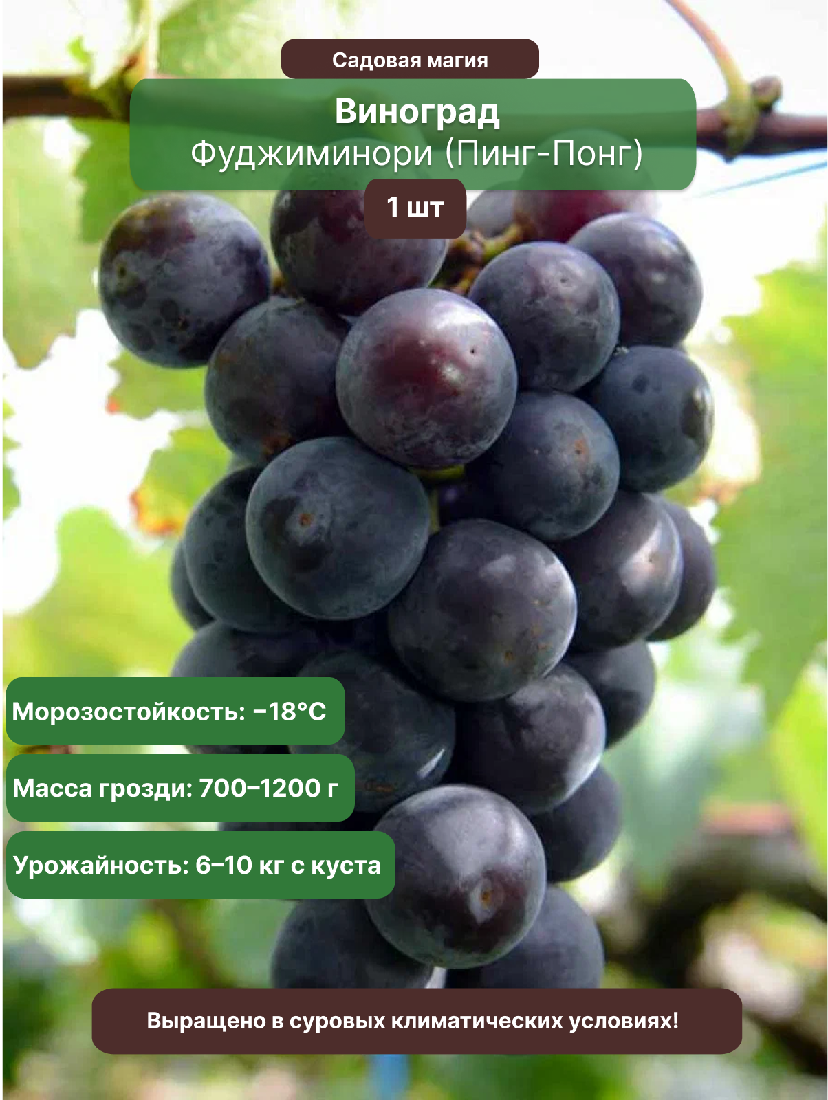 Виноград Фуджиминори (Пинг-Понг) / 1 шт, столовый сорт, крупноплодный, раннесредний