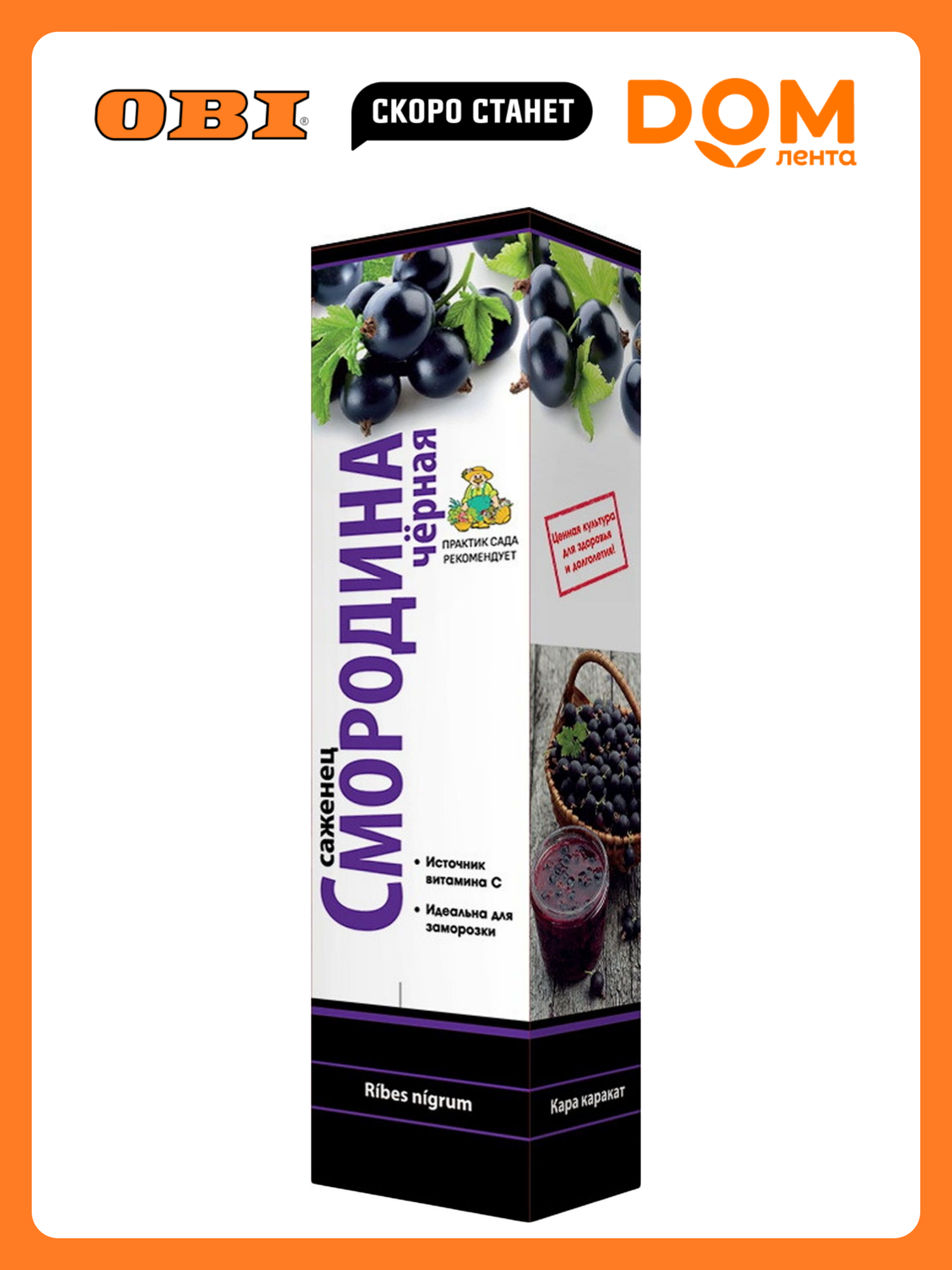 Саженец Смородина черная Деликатес С1 Н37