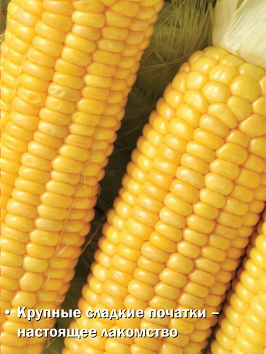 Кукуруза Сластена сахарная 5 г, Семена Поиск