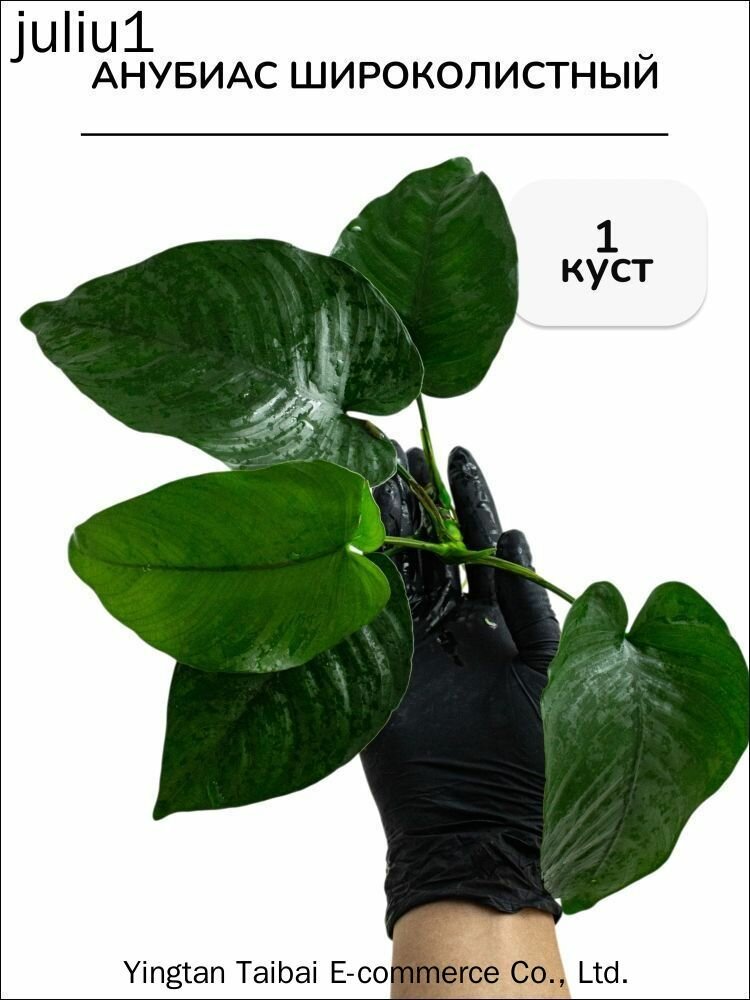 Живое растение для аквариума Анубиас Бартера Широколистный 1 куст