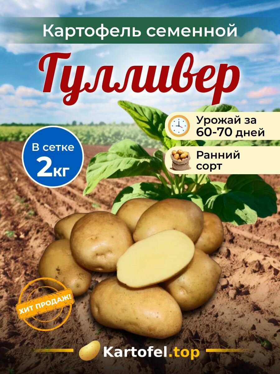 Картофель семенной клубни на посадку "Гулливер" (суперэлита) 2 кг, саженцы