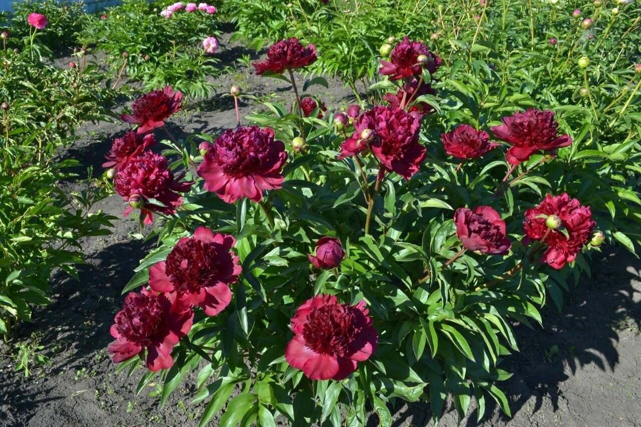 Пион Red Comet (Ред Комет) — фото 1
