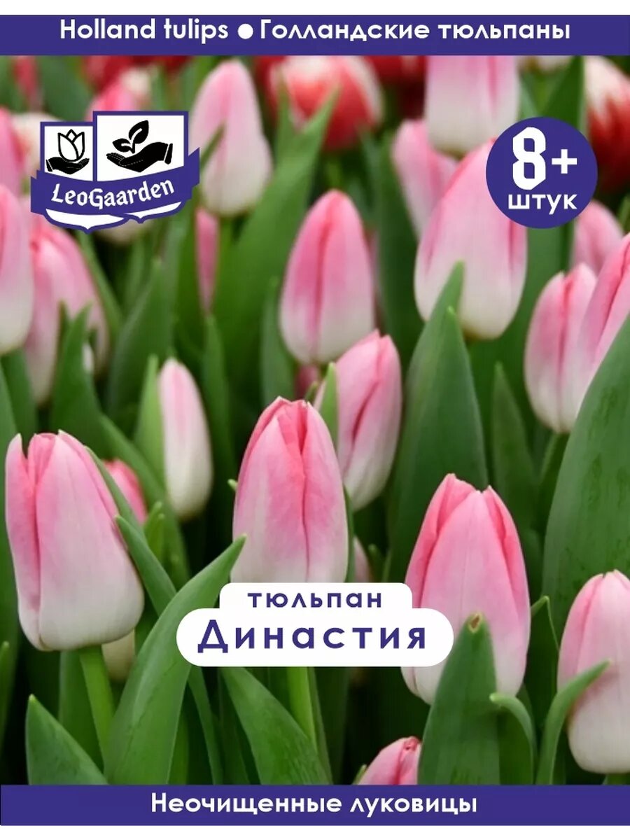 Тюльпан Луковица, Династия 8+ шт