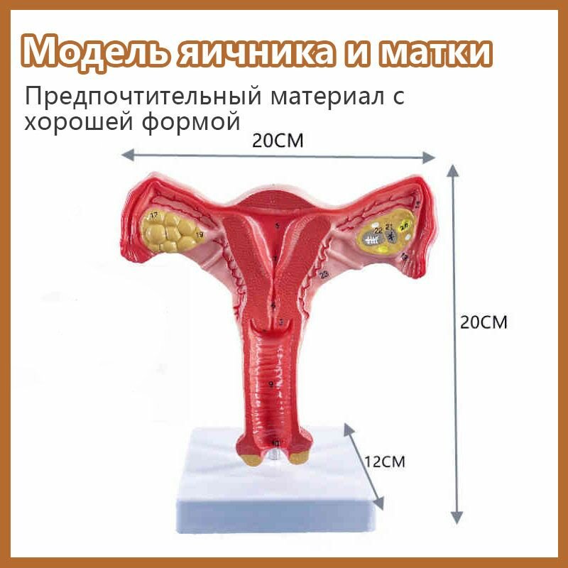 Анатомическая модель