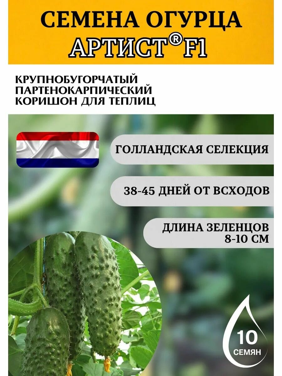 Семена огурца Артист F1 10 семян Bejo ранний партенокарпический гибрид