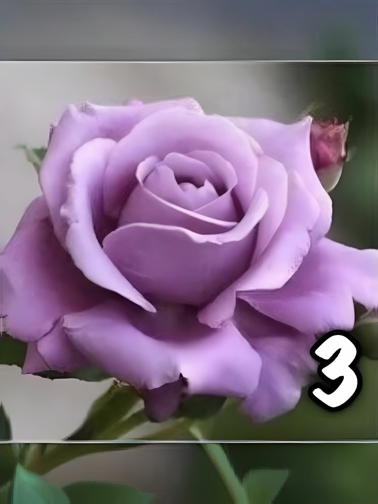 Роза семена в ампуле 10 штук