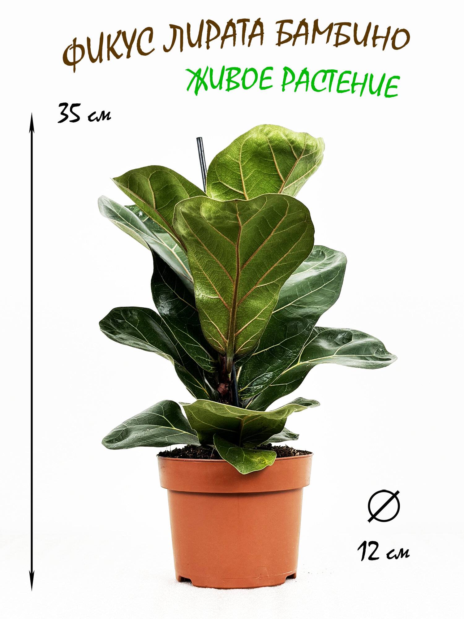 Фикус Лирата Бамбино в горшке, высота 30-35см