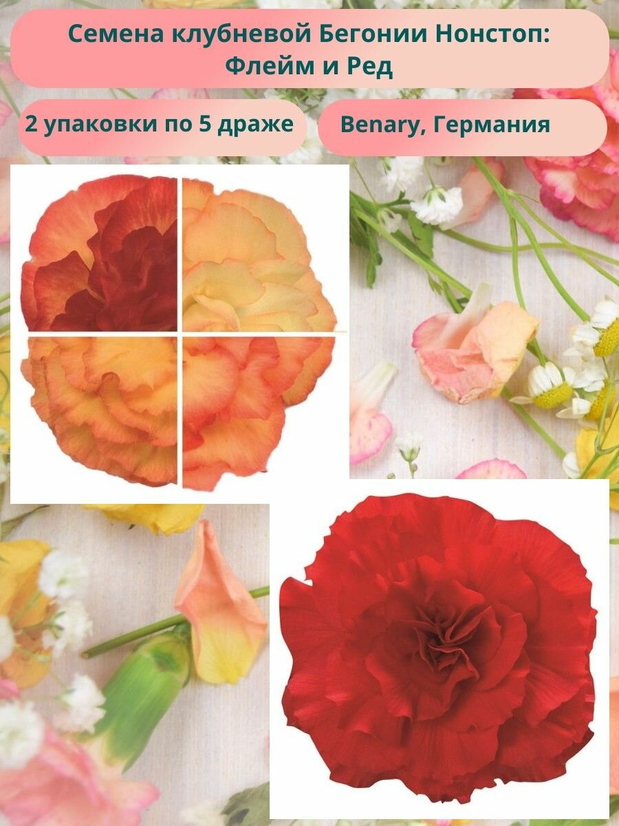 Бегония клубниевая семена Нонстоп Флейм и Ред 2 упаковки по 5 драже в пробирке, Benary, Германия