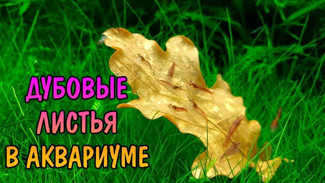 Листья дуба для понижения кислотности аквариума 10 шт