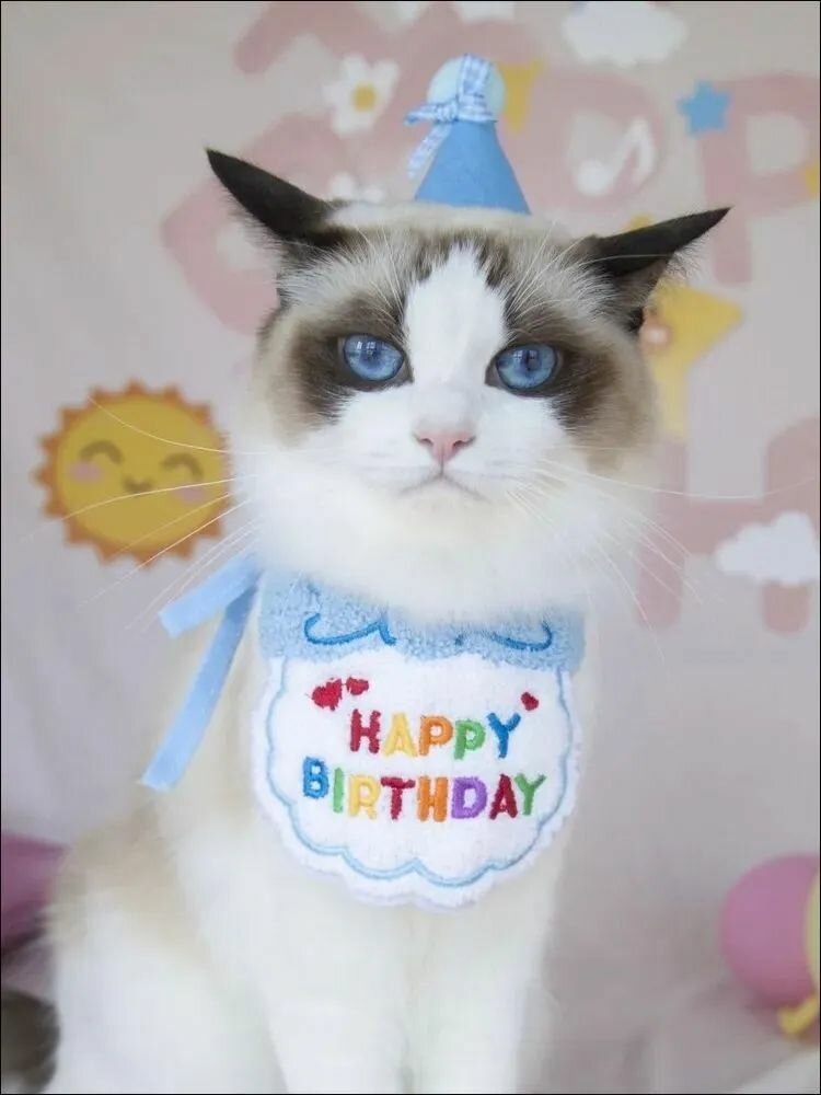 Ошейник и колпак праздничный костюм на День Рождения кота и собаки