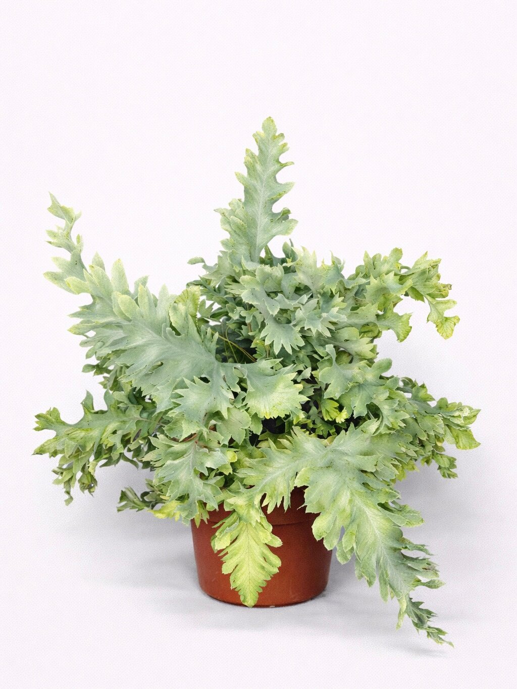 Флебодиум (Phlebodium) 12см