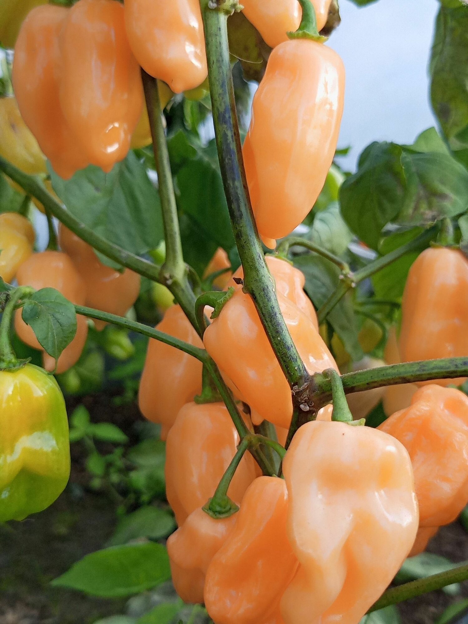 Семена Острого перца 7 Pot Peach 7шт+ бонус