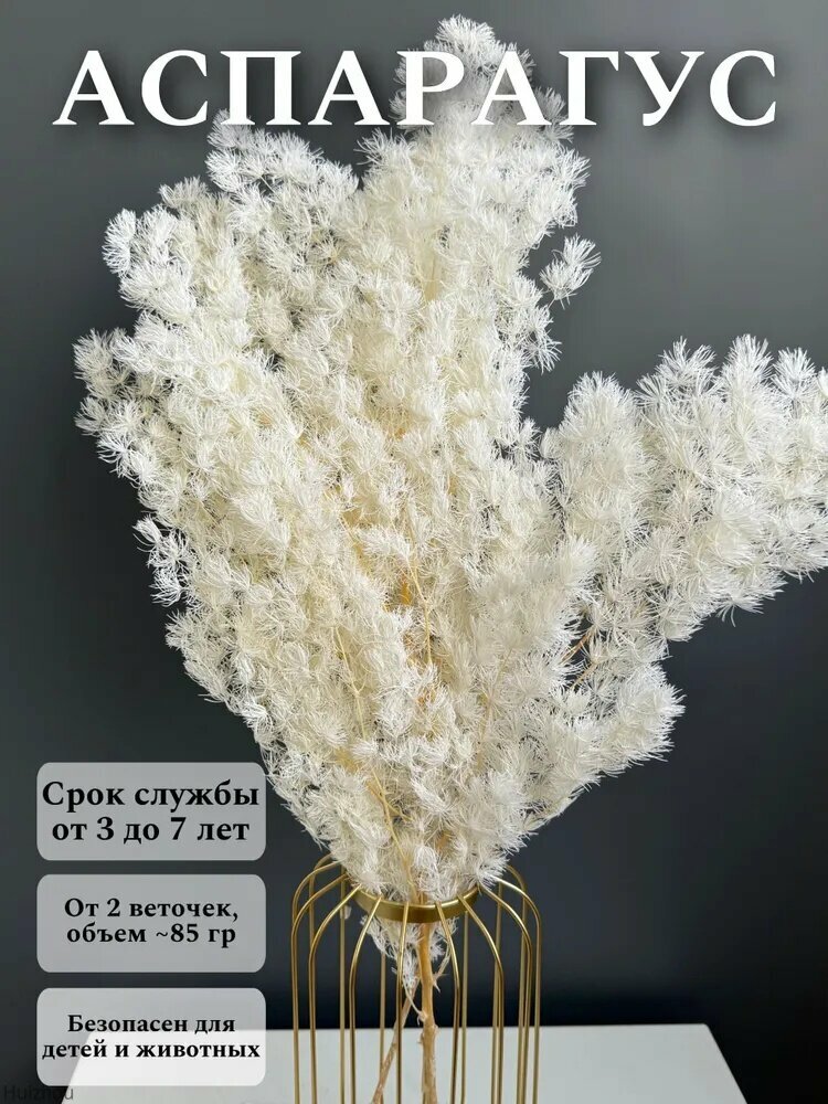 Стабилизированные цветы Аспарагус, Аспаргус, 60 см, 85 гр, 1 шт