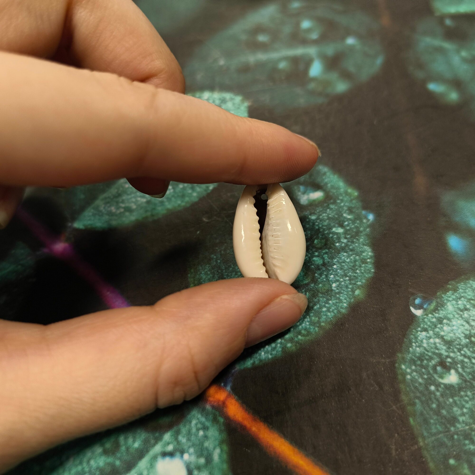 Ракушка 1 шт натуральная для декора творчества и рукоделия