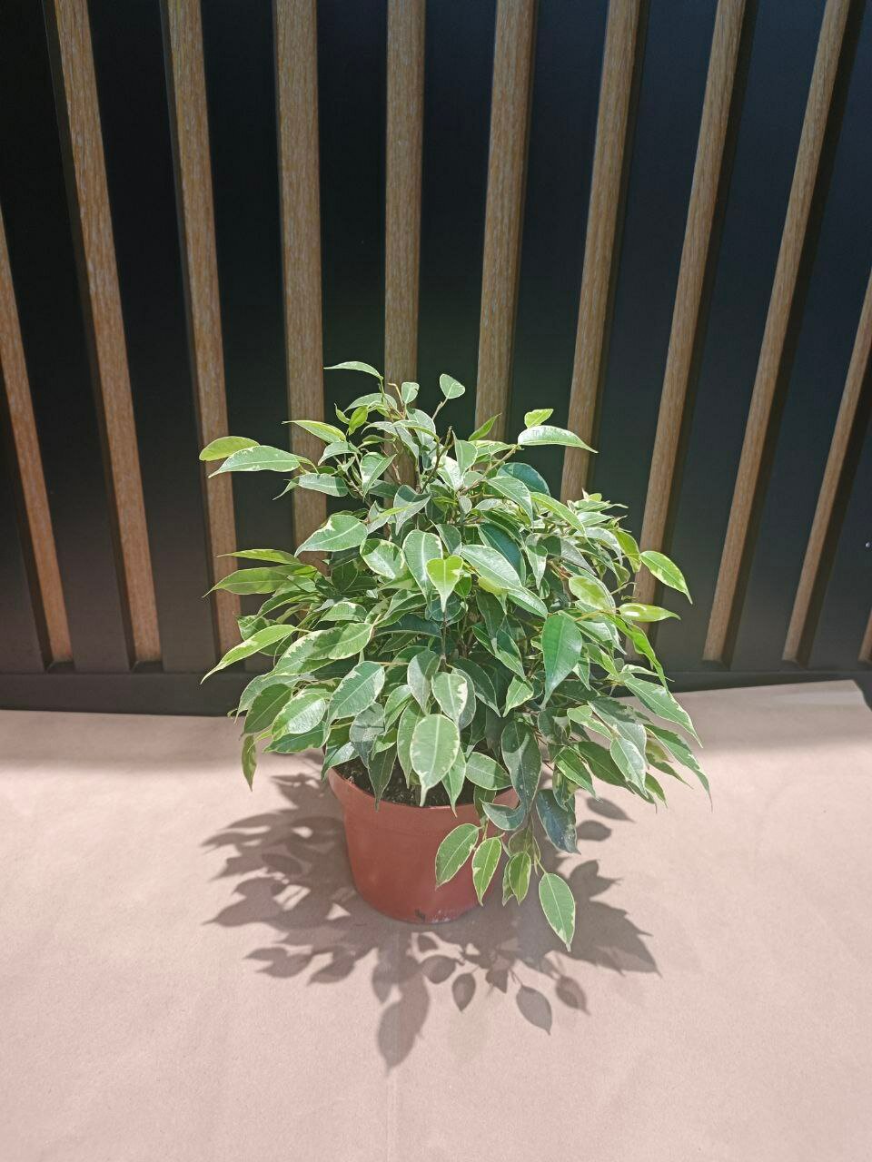 Фикус Бенджамин Кинки, "с пестрыми листьями", комнатное растение
