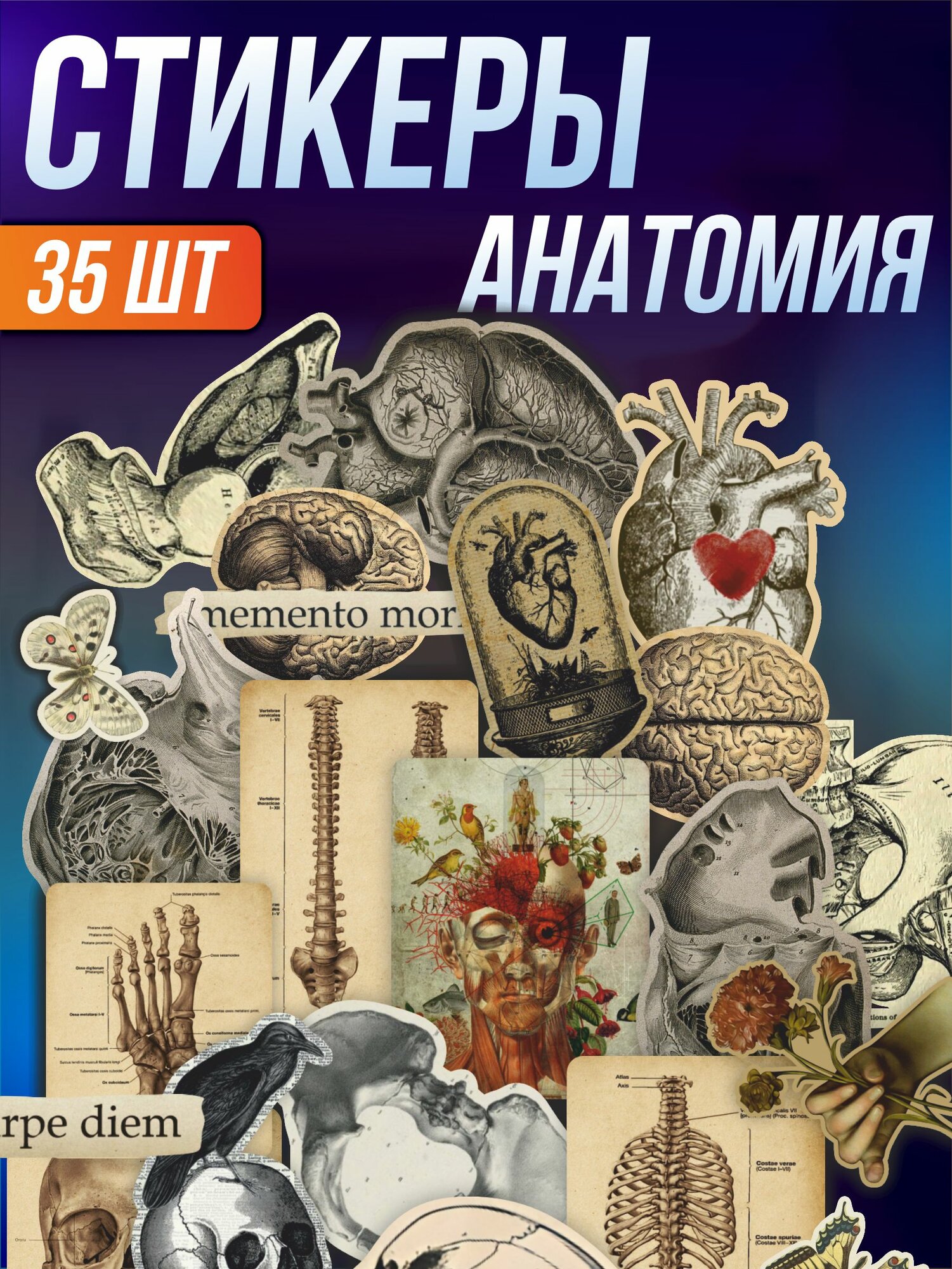Стикерпак наклейки на телефон Эстетика анатомия винтаж