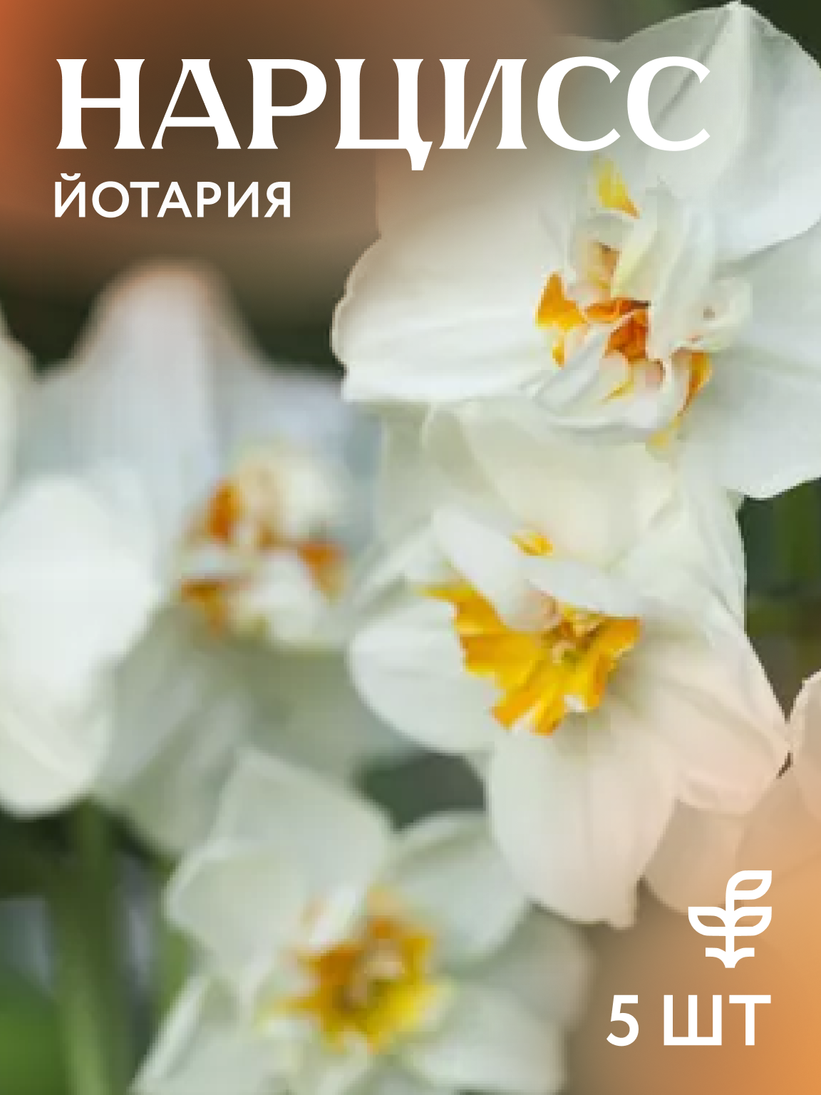 Нарциссы луковицы для посадки