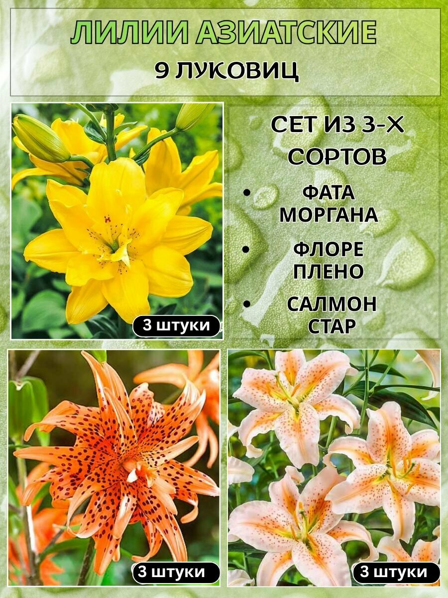 Лилии азиатские, сет из 3-х сортов, луковицы 9 штук
