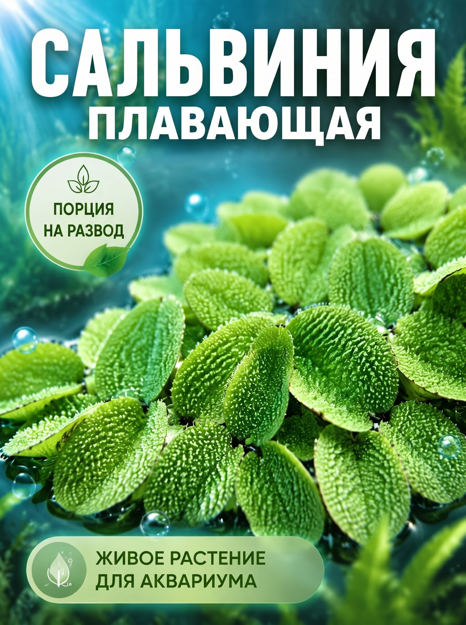 Живое фильтрующее и очищающее воду надводное плавающее аквариумное растение Сальвиния плавающая порция на развод