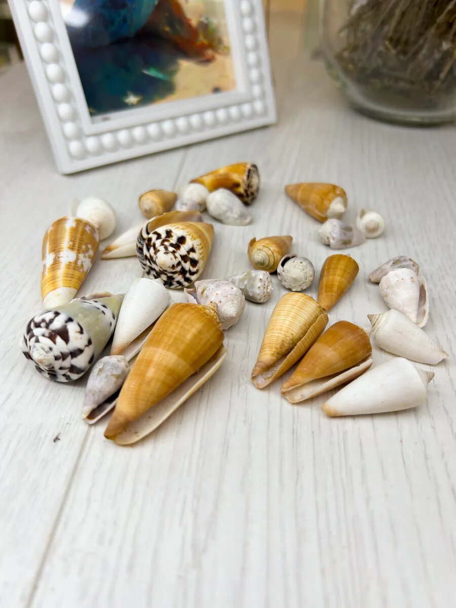 Морские натуральные ракушки 100 гр.