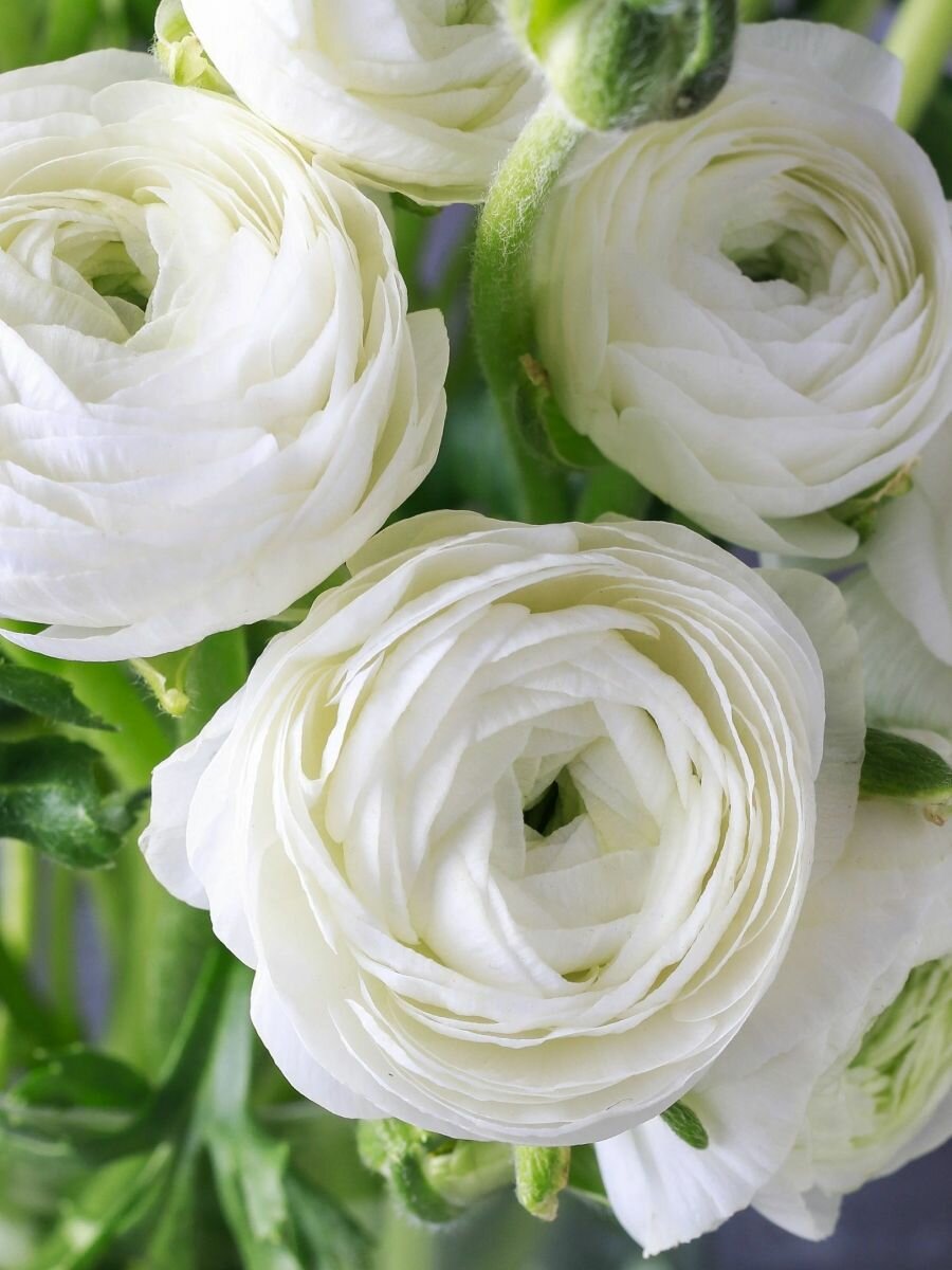 Лютик Holland Bulb Market "Вайт", ранункулюс, многолетние, белые цветы, 10 штук