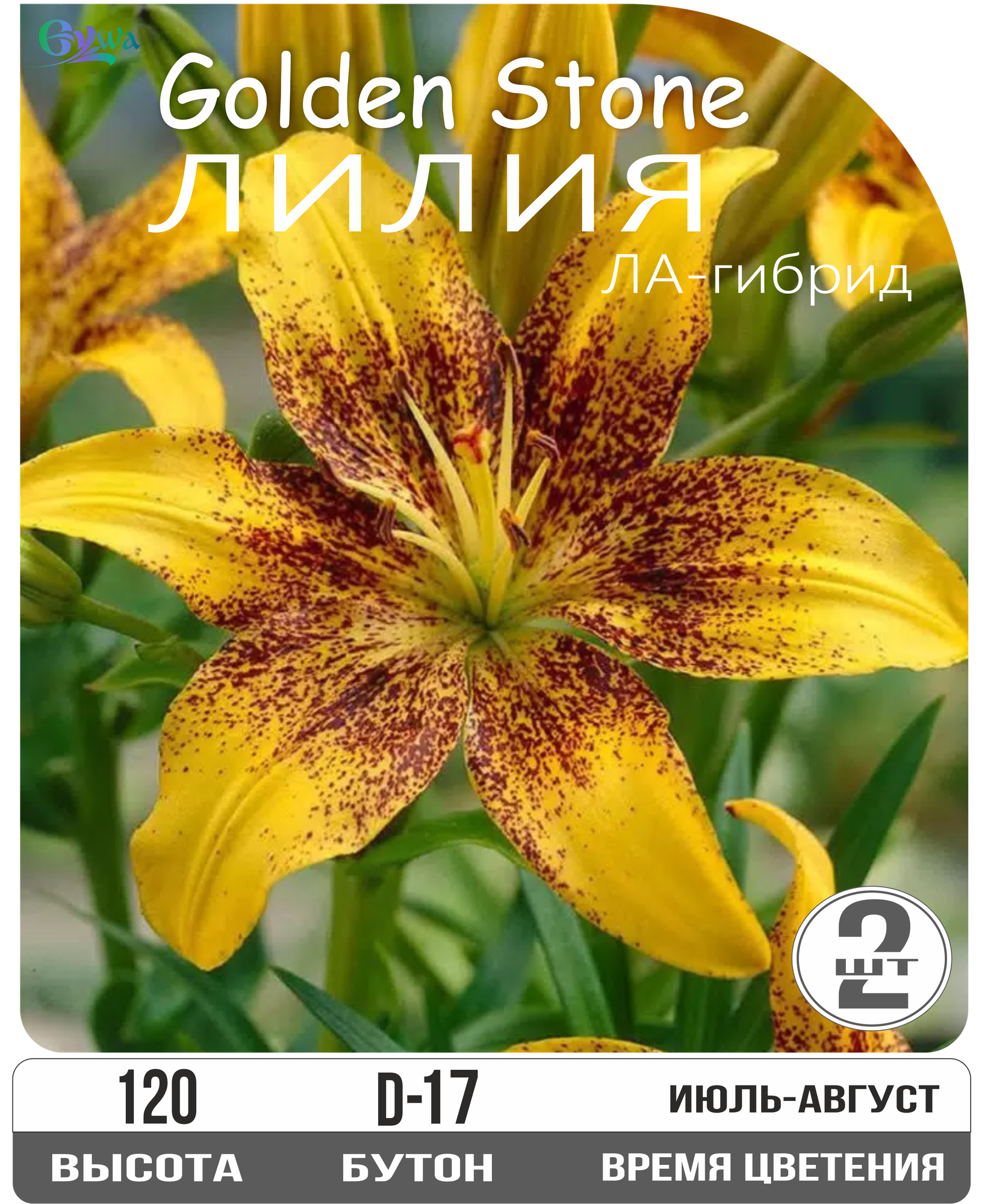 Лилия луковицы многолетние Голден Стоун, ЛА-гибрид, многолетник, высота 120 см, желтый с крапом, 2шт.