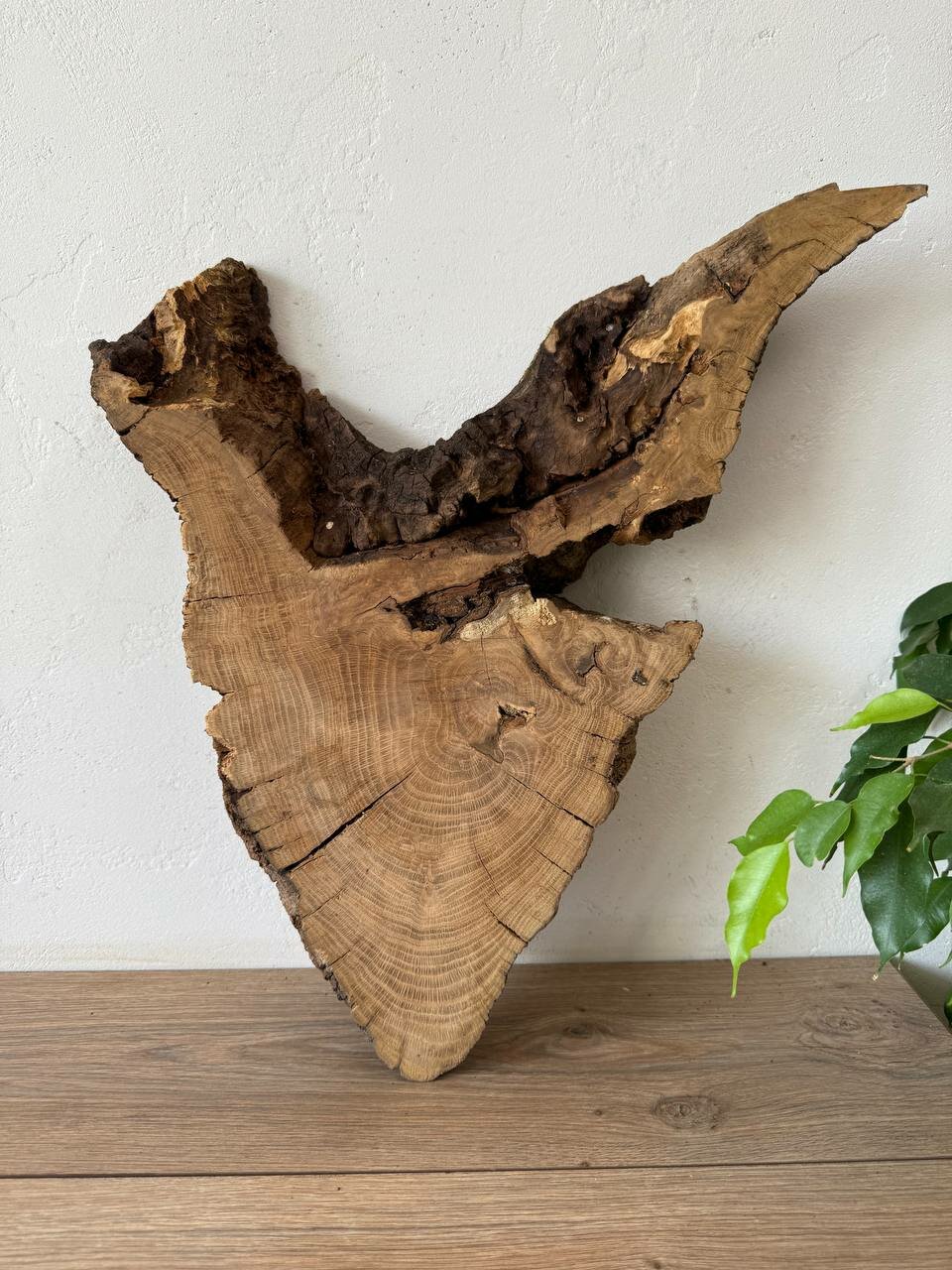 Спил дуб . Габаритные размеры 51х48х8 см. Шлифованный с 2-х сторон. к1782