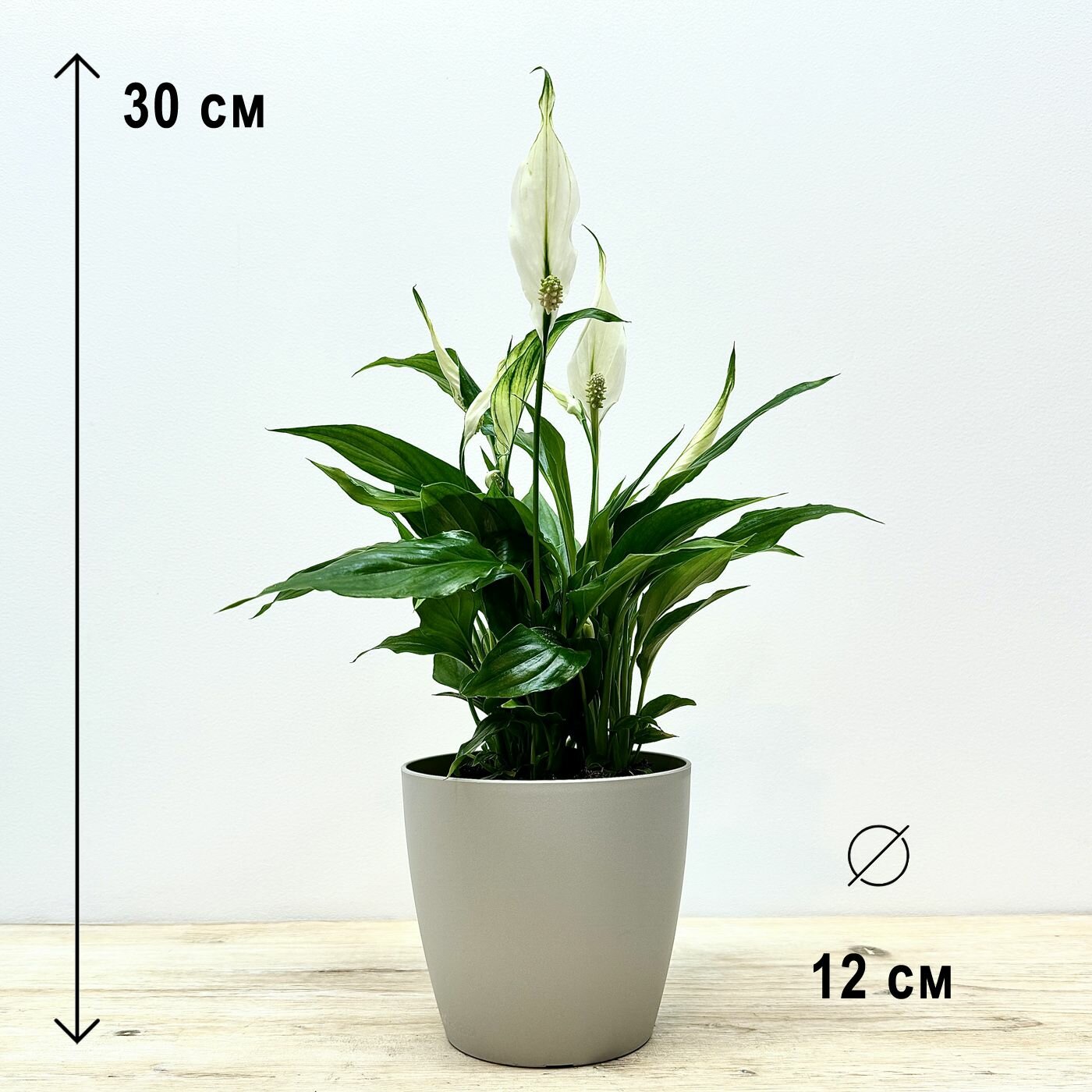 Спатифиллум в пластиковом сером кашпо, высота композиции 30-35см
