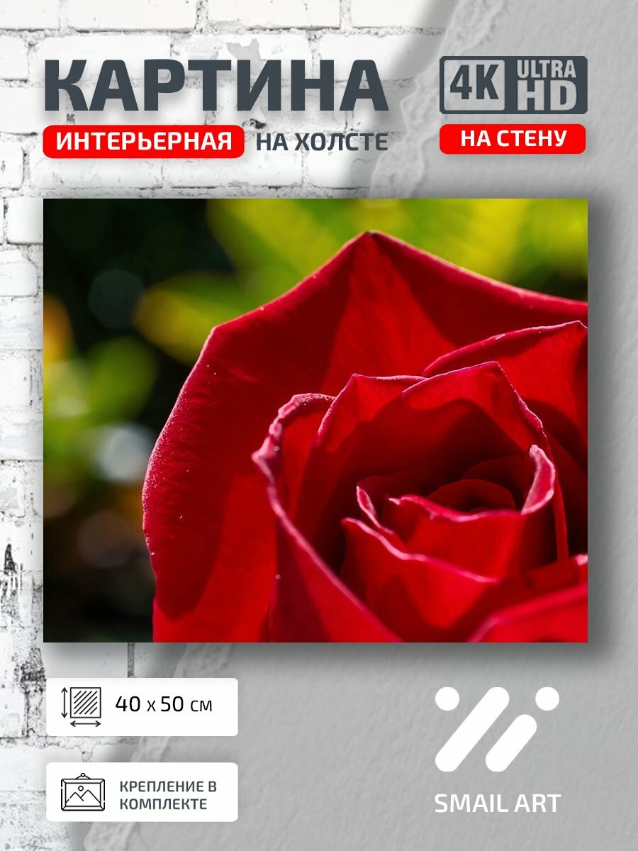 Картина на холсте интерьерная 40 на 50 на стену Бордовый Macro для спальни макро интерьер