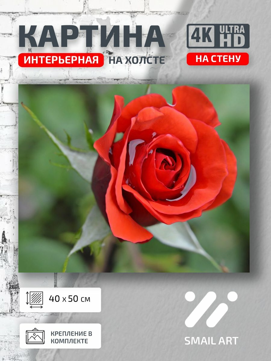 Картина на холсте интерьерная 40 на 50 на стену Лепестки Mood для студии атмосфера интерьер
