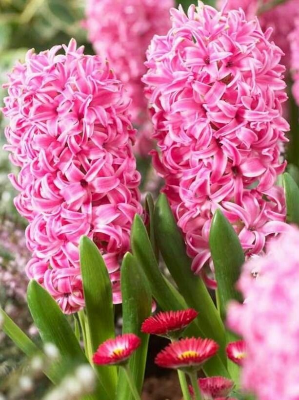 Гиацинт Пинк Перл - Hyacinthus Pink Pearl (крупные луковицы для посадки 3 шт) / для дачи, сада, дома и балкона