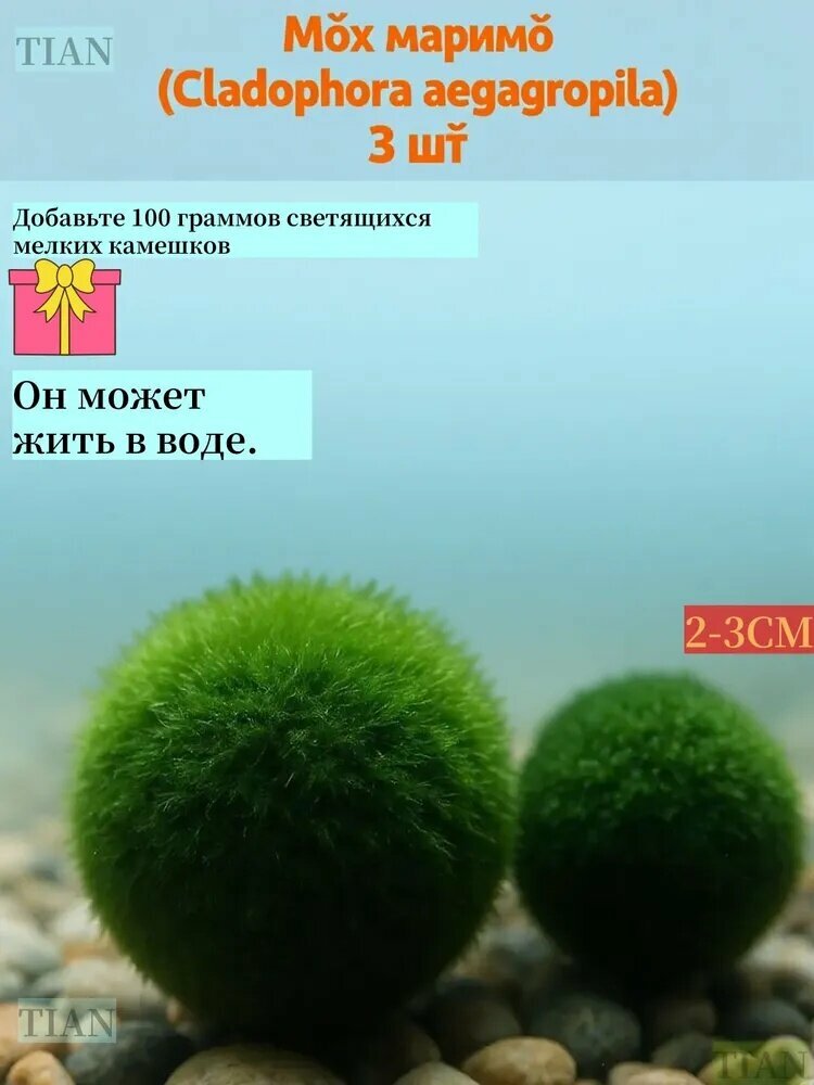 Кладофора шаровидная мох маримо (Aegagropila linnaei) 2-4см 3шт.