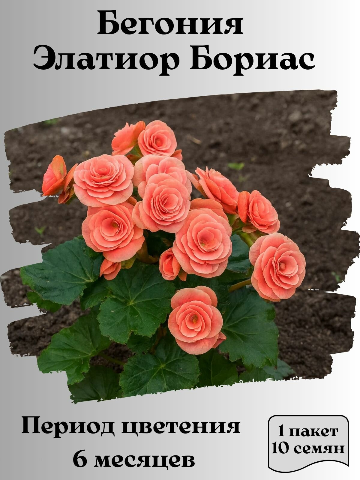 Бегония Элатиор Бориас, 10 шт, 15 гр.