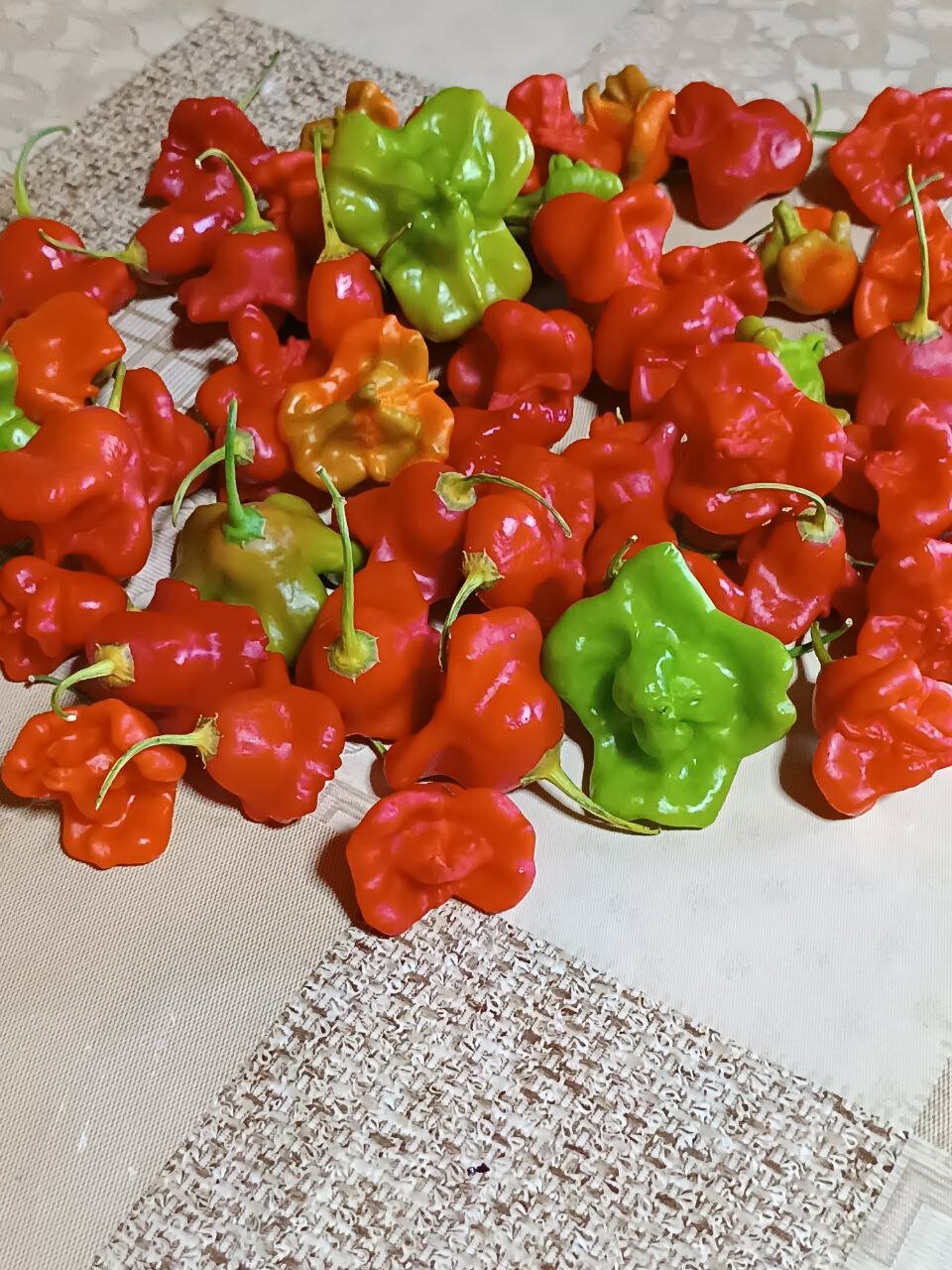 Семена перца острого Звонок, устойчивый к болезням, однолетний, высота 80 см