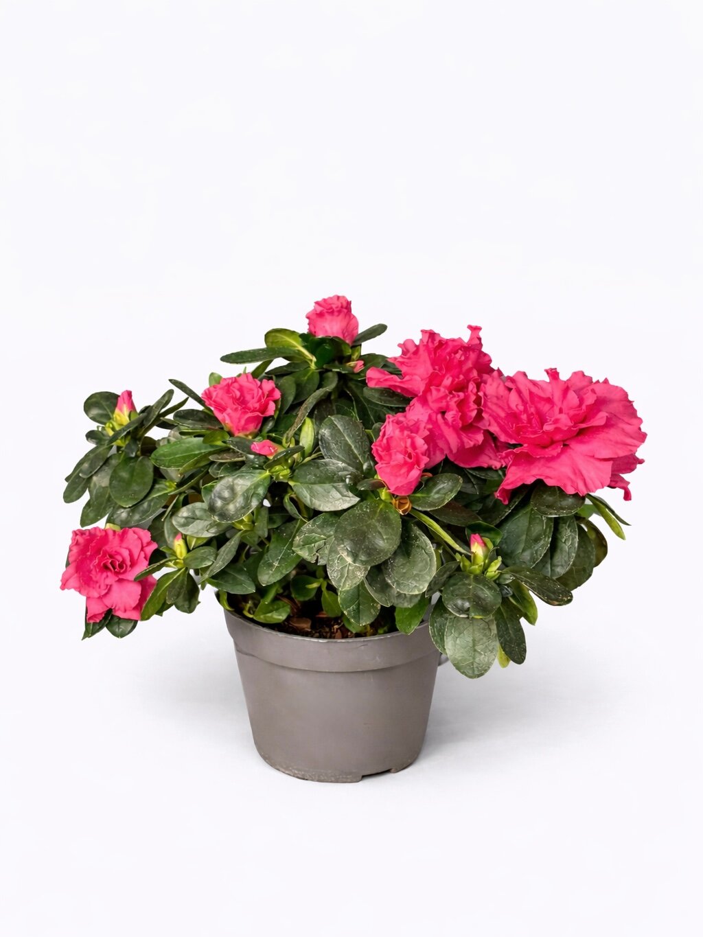 Азалия микс красная (Azalea indica ‘Red’) 12см