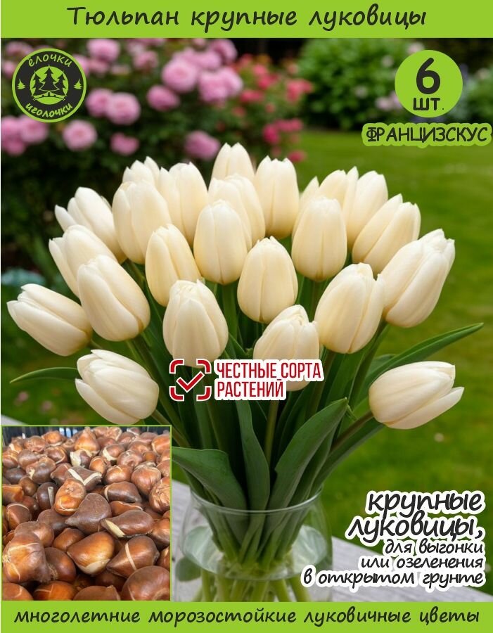 Тюльпан Луковица, Францискус, 6 шт крупные