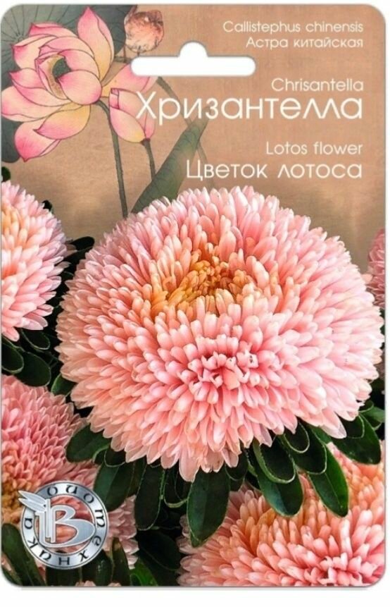 Хризантелла Цветок лотоса (30сем)