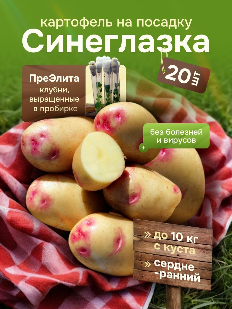 Семенной картофель на посадку Синеглазка 20 шт (среднеранний)