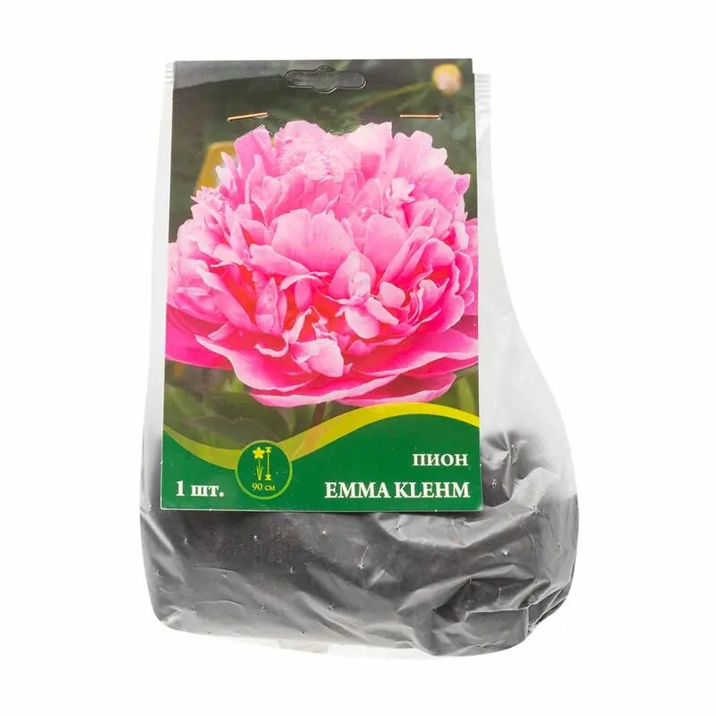 Корень пиона, 1шт, станет настоящим украшением вашего дачного участка, радуя вас пышными и ароматными цветами каждый год, создадут атмосферу романтики и умиротворения в вашем саду.