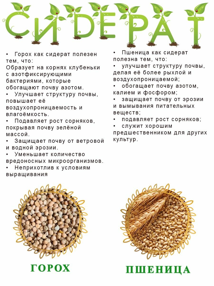 Сидерат Горох Пшеница 1кг — фото 1