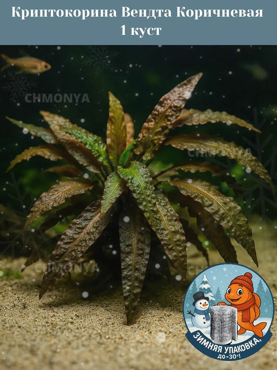 Аквариумное растение Криптокорина Вендта Коричневая (Cryptocoryne Wendti brown) живое аквариумное растение