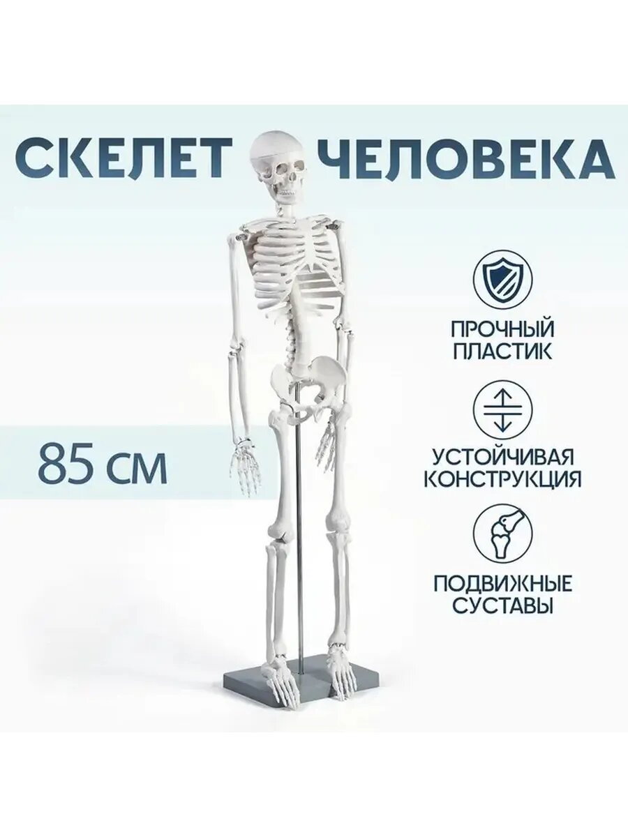 Образовательный макет человека для занятий анатомией