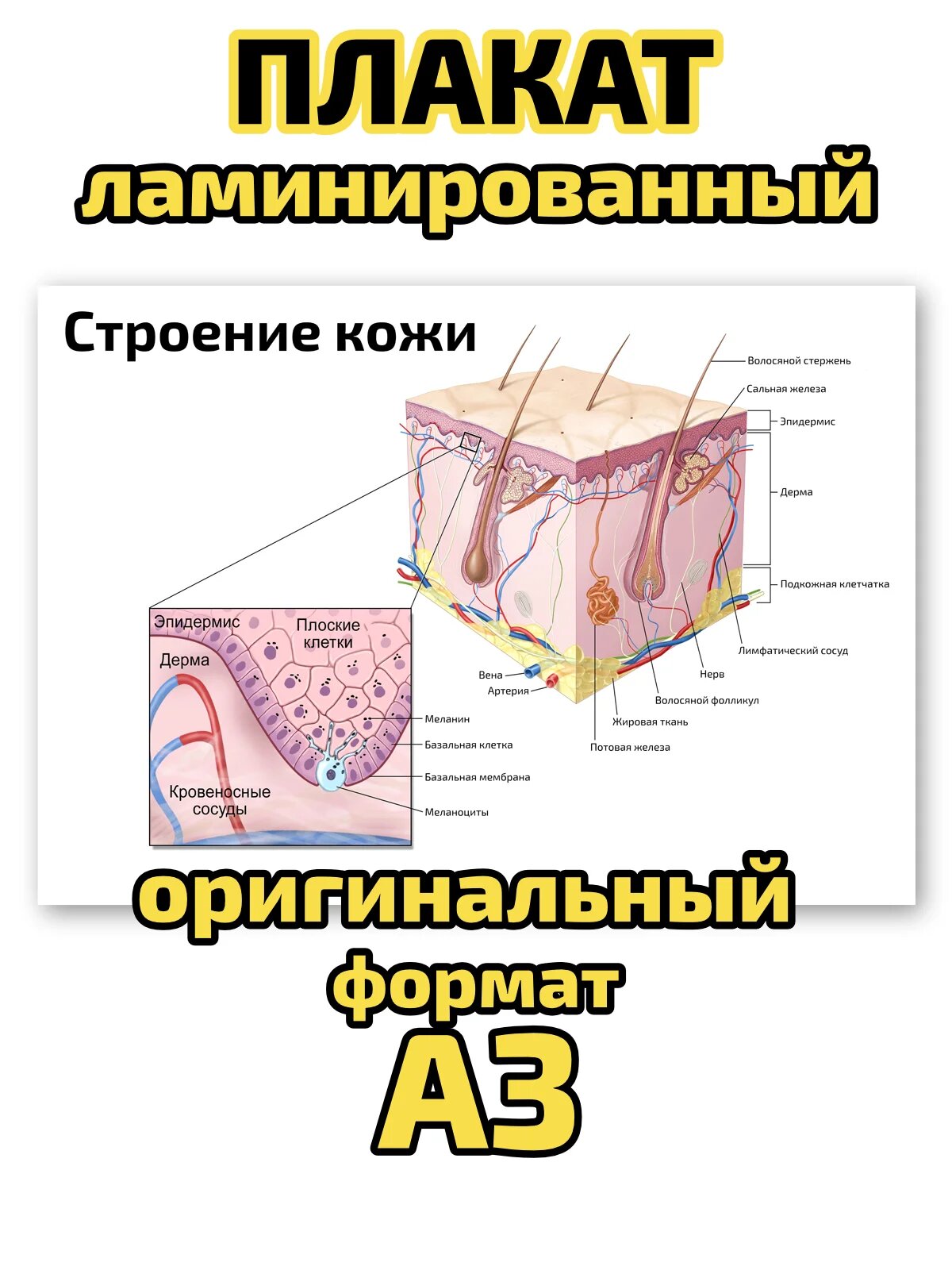 Плакат Квинг "Строение кожи", ламинированный, А3, для изучения анатомии и косметологии