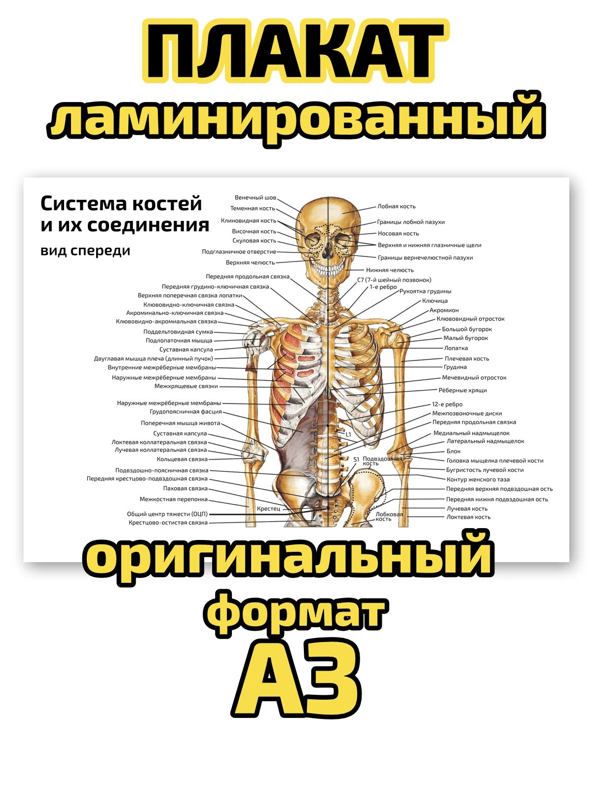 Плакат Квинг "Система костей и их соединения, вид спереди", ламинированный, А3, для изучения анатомии и медицины