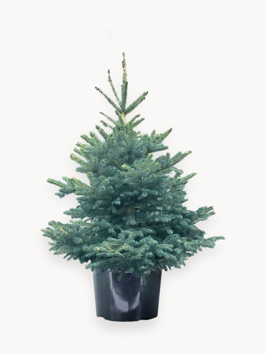 Ель Голубая (Американская), живая новогодняя елка в пластиковом горшке (1,5-3 л), 40-60 см